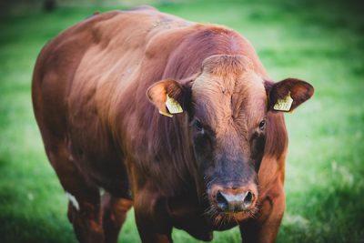 Best Beef Cattle Breeds - Countryside